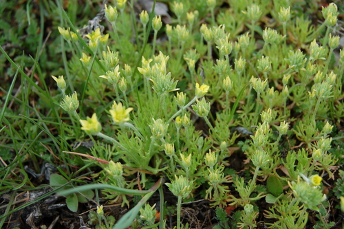 Curveseed Butterwort (Ceratocephala testiculata) · iNaturalist