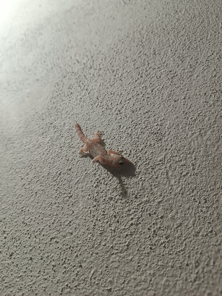 Mediterranean House Gecko from Villas del Jaral, N.L., México on May 1 ...