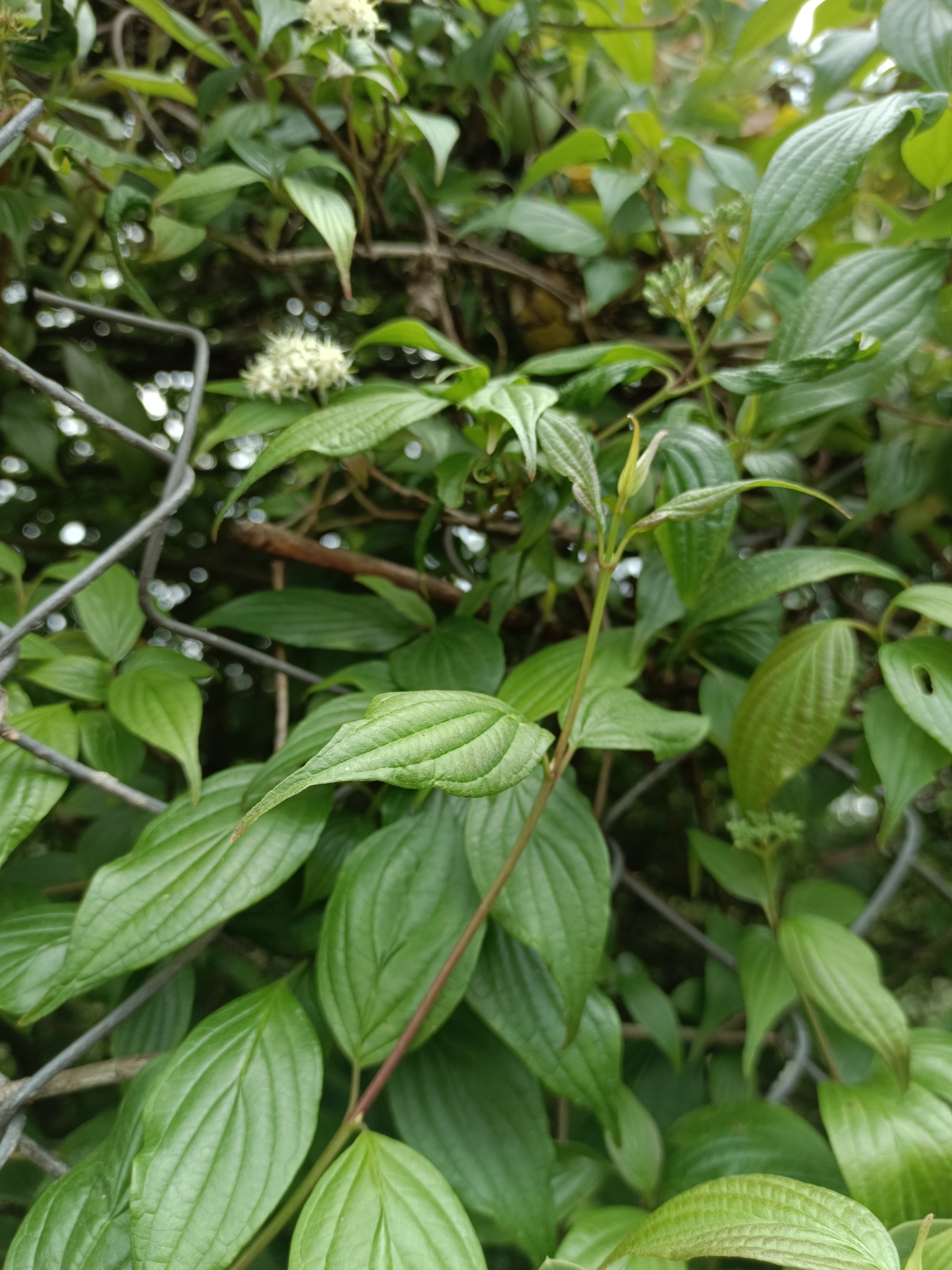 Cornus excelsa Kunth