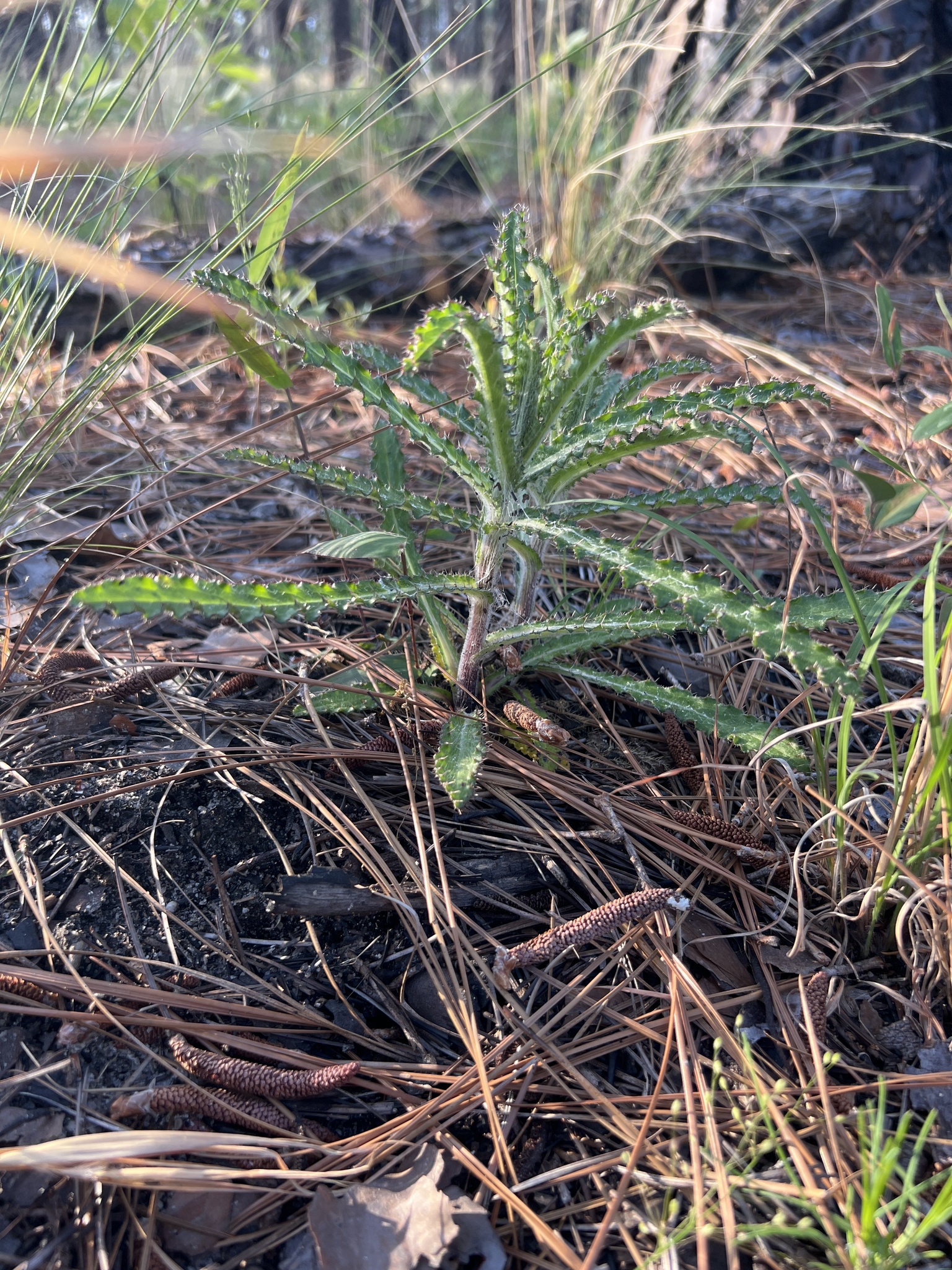 Cirsium repandum Michx.