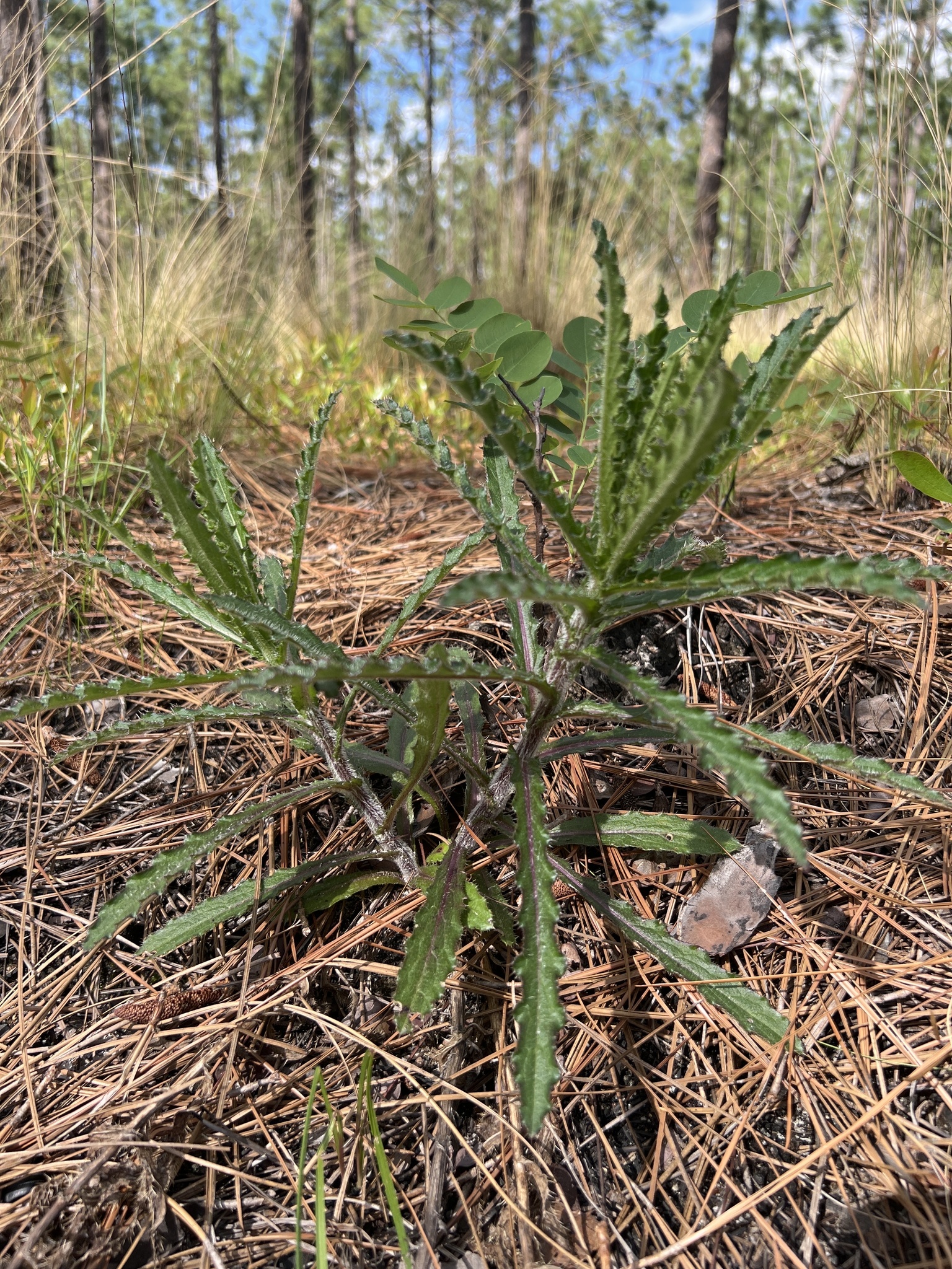 Cirsium repandum Michx.