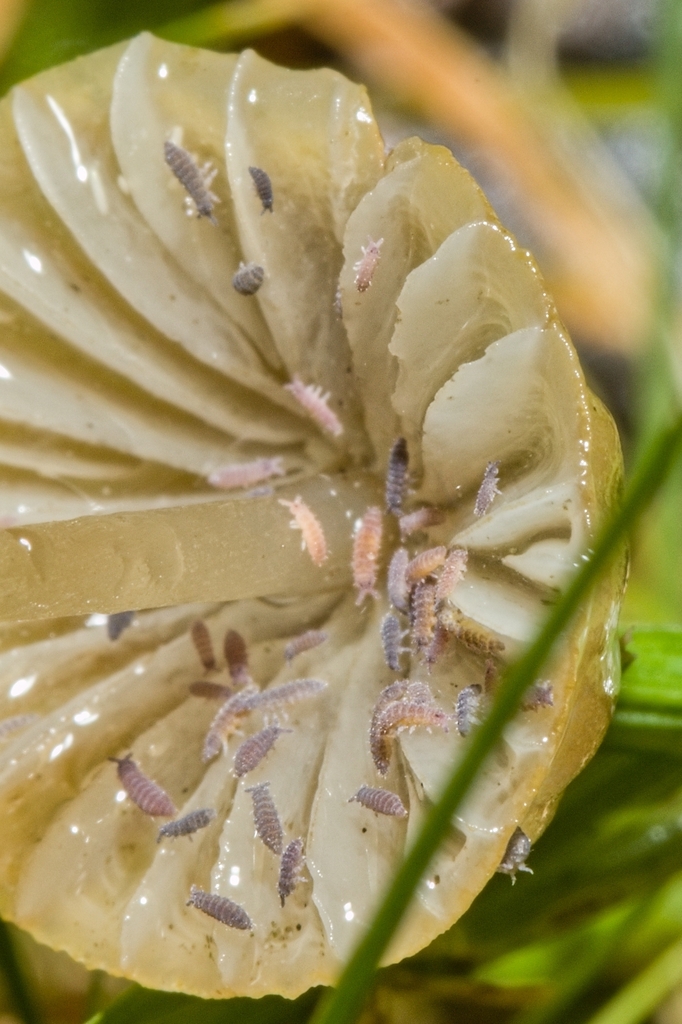Springtails from 141 State Highway 1, Waitahanui 3378, New Zealand on ...