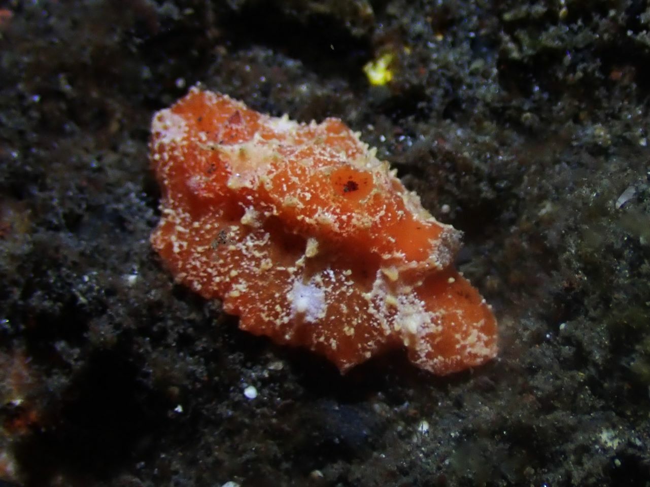 Sclerodoris tuberculata Eliot, 1904