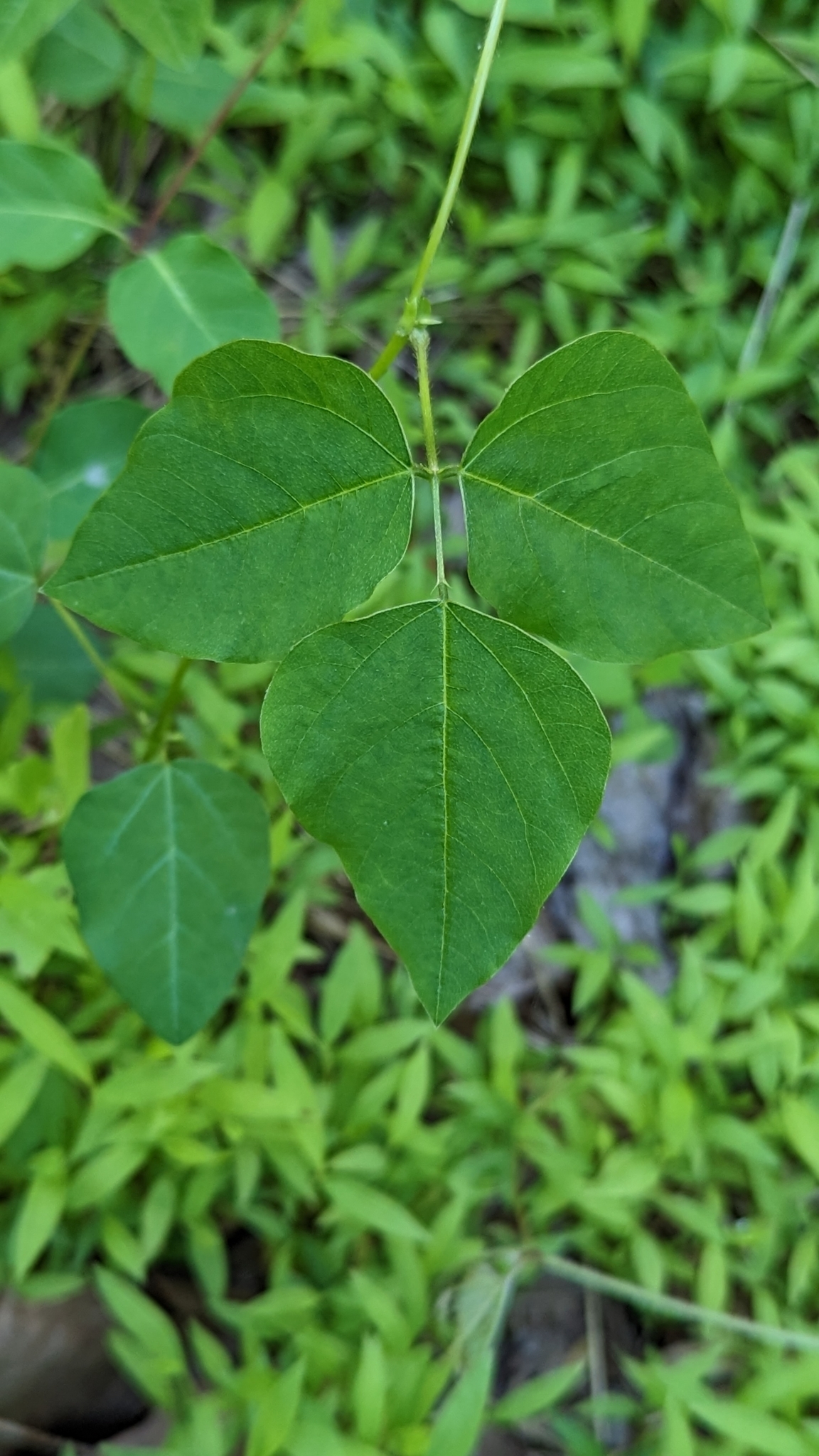 Amphicarpaea Elliott ex Nutt.