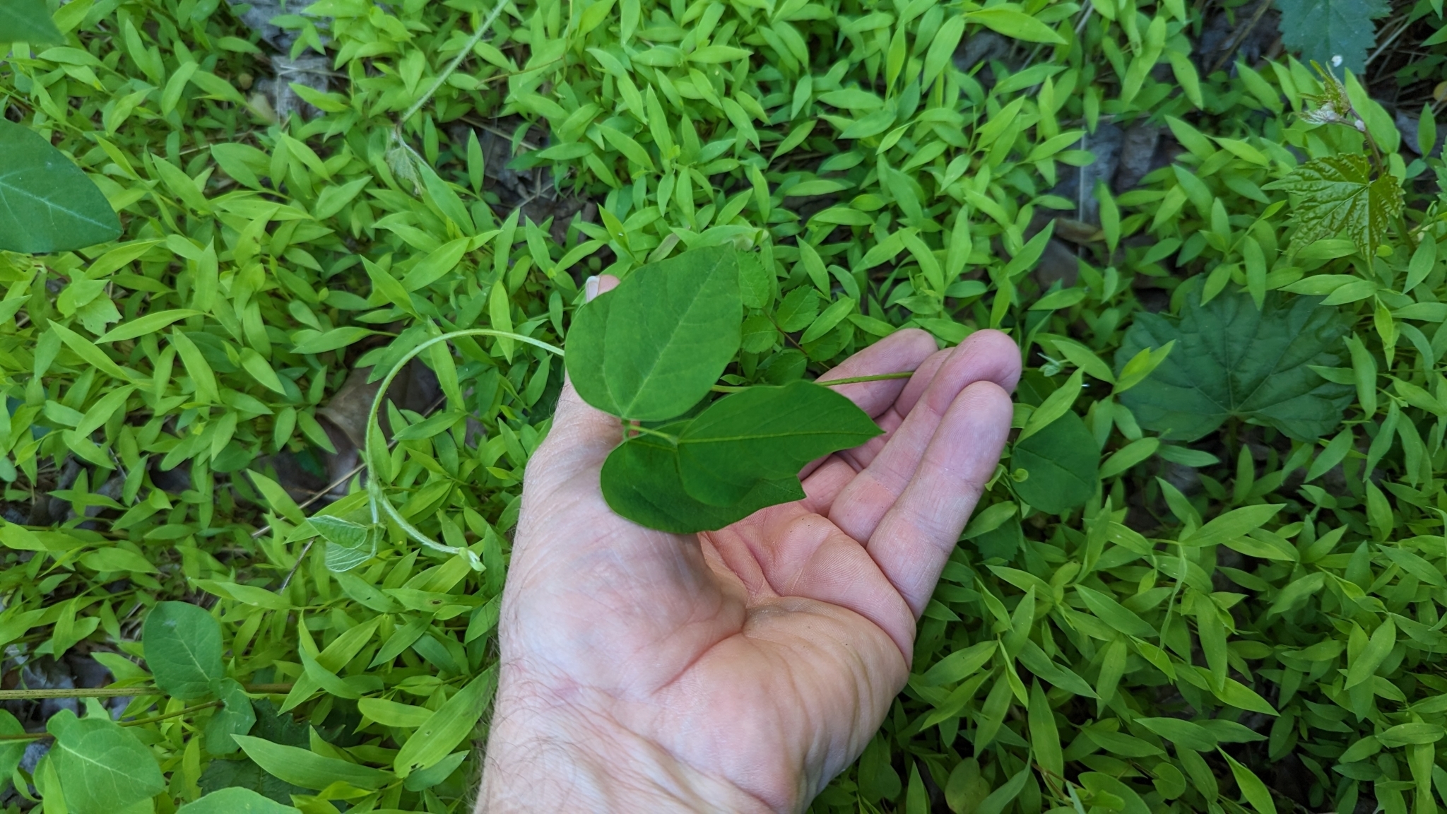 Amphicarpaea Elliott ex Nutt.