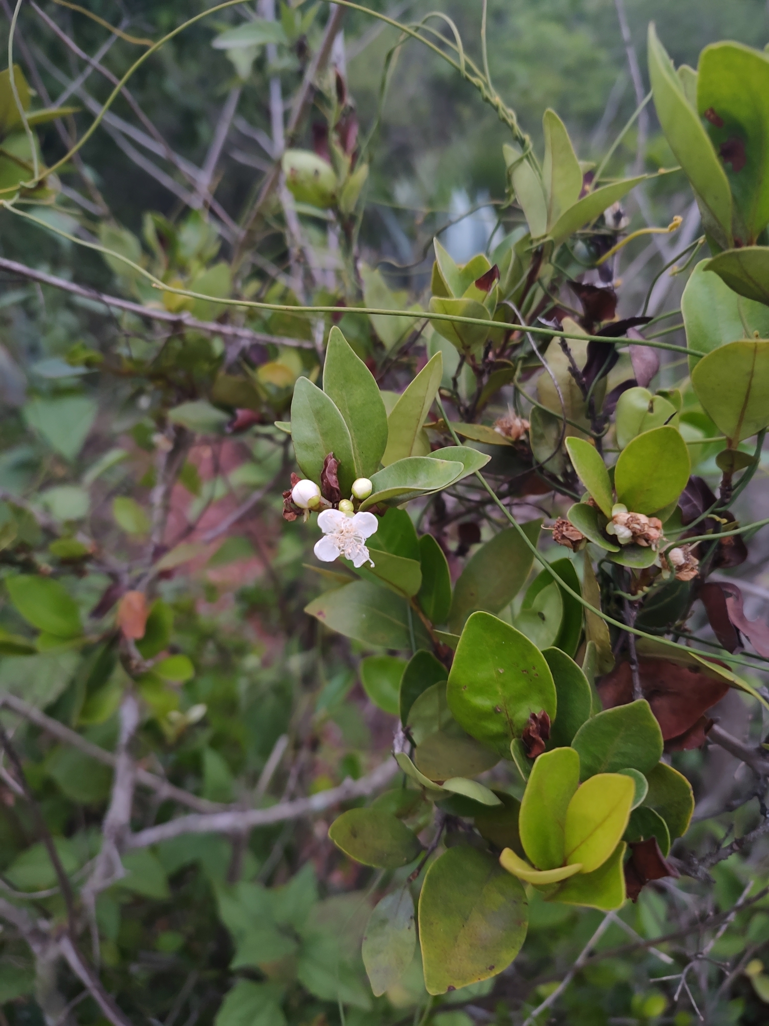 Eugenia roxburghii DC.