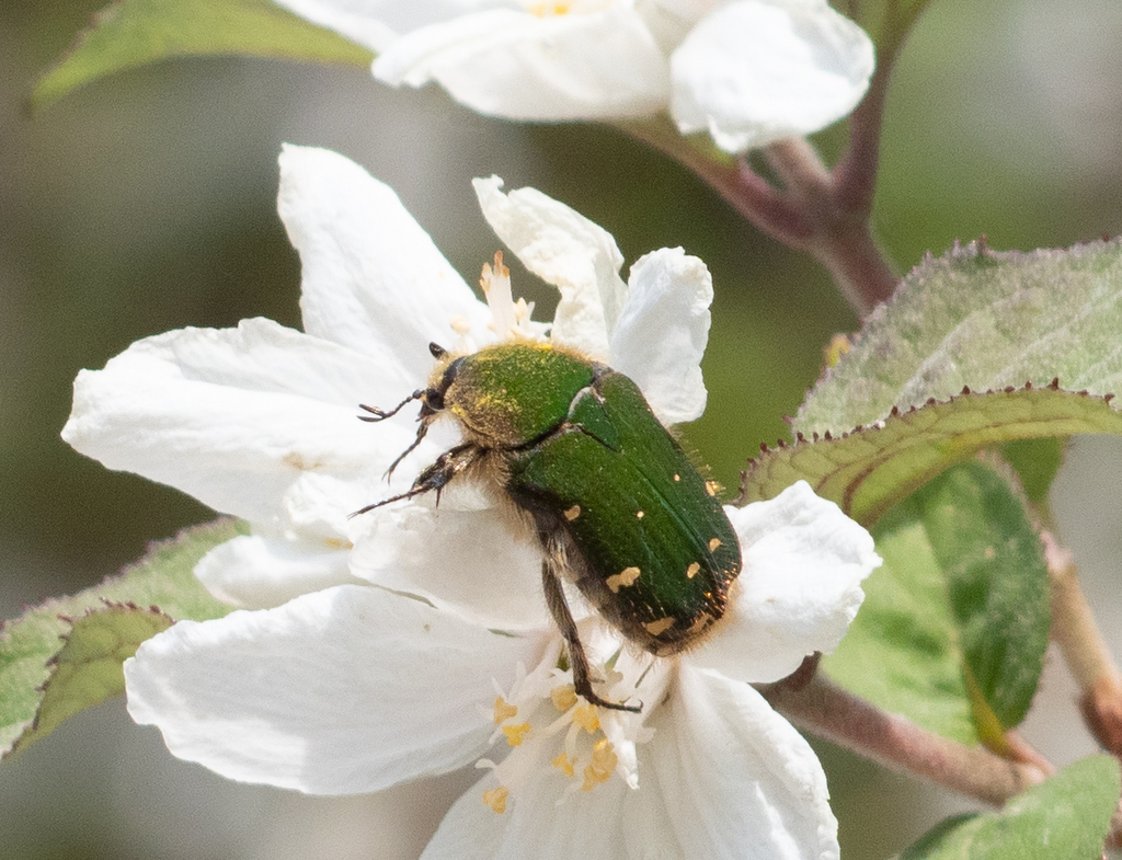 Blue Flower Chafer from 中国北京市海淀区 on May 1, 2023 at 01:59 PM by ...