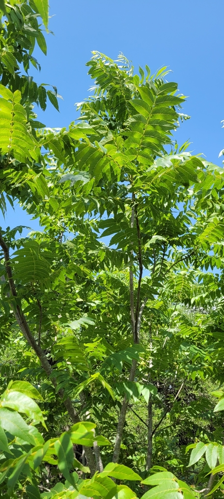 Little Walnut from Sunset Valley, TX 78745, USA on April 28, 2023 at 03 ...