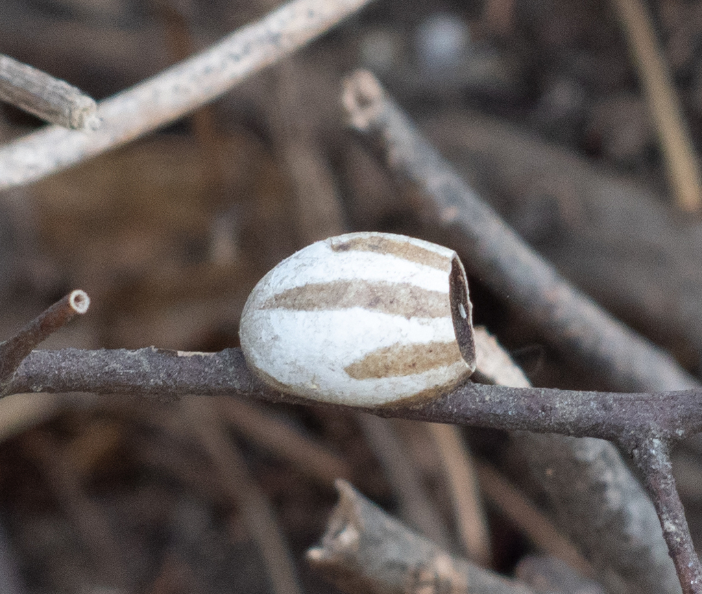 Monema from 中国北京市海淀区 on May 1, 2023 at 03:05 PM by huangmingpan ...