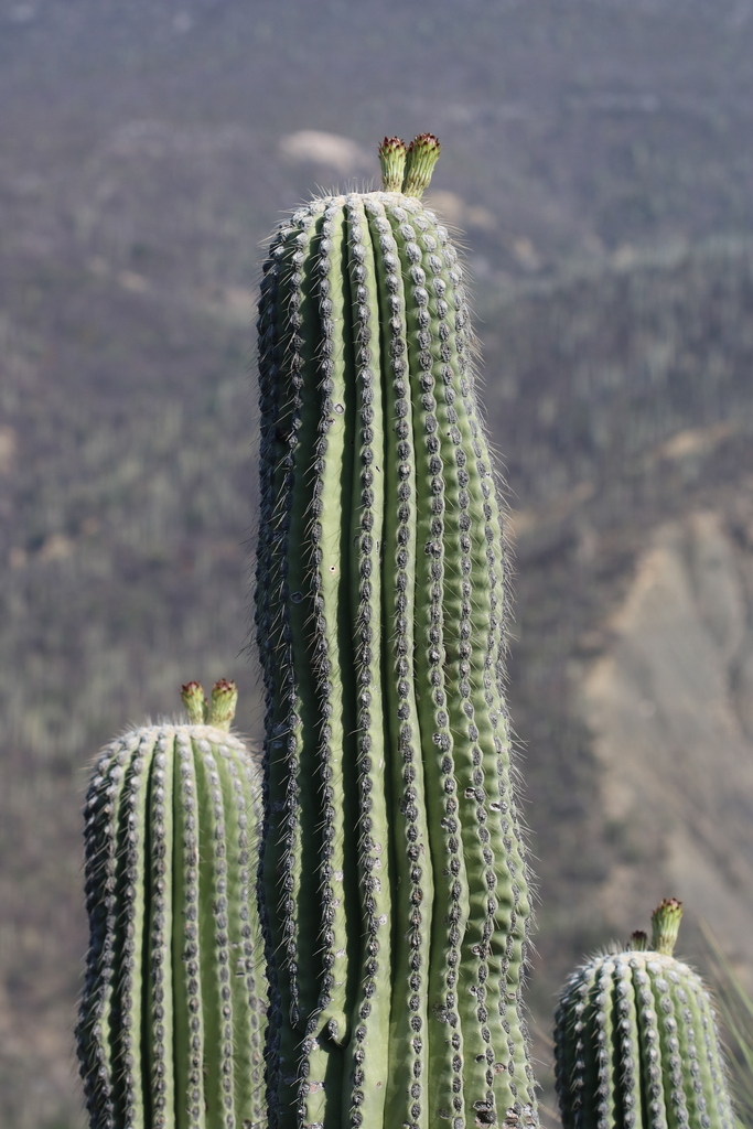 Cephalocereus tetetzo from Zapotitlán, Pue., Mexique on April 25, 2023 ...
