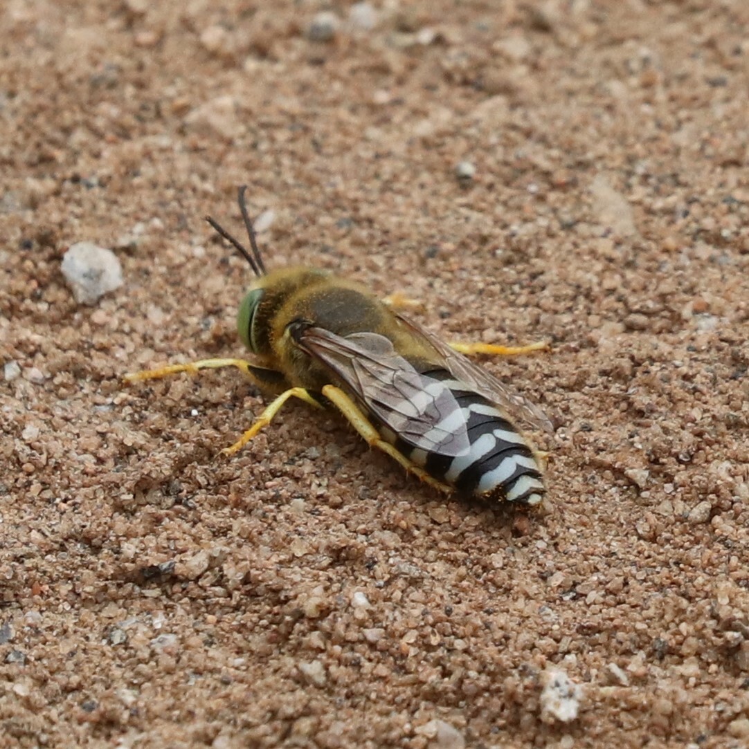 Bembix americana Fabricius, 1793