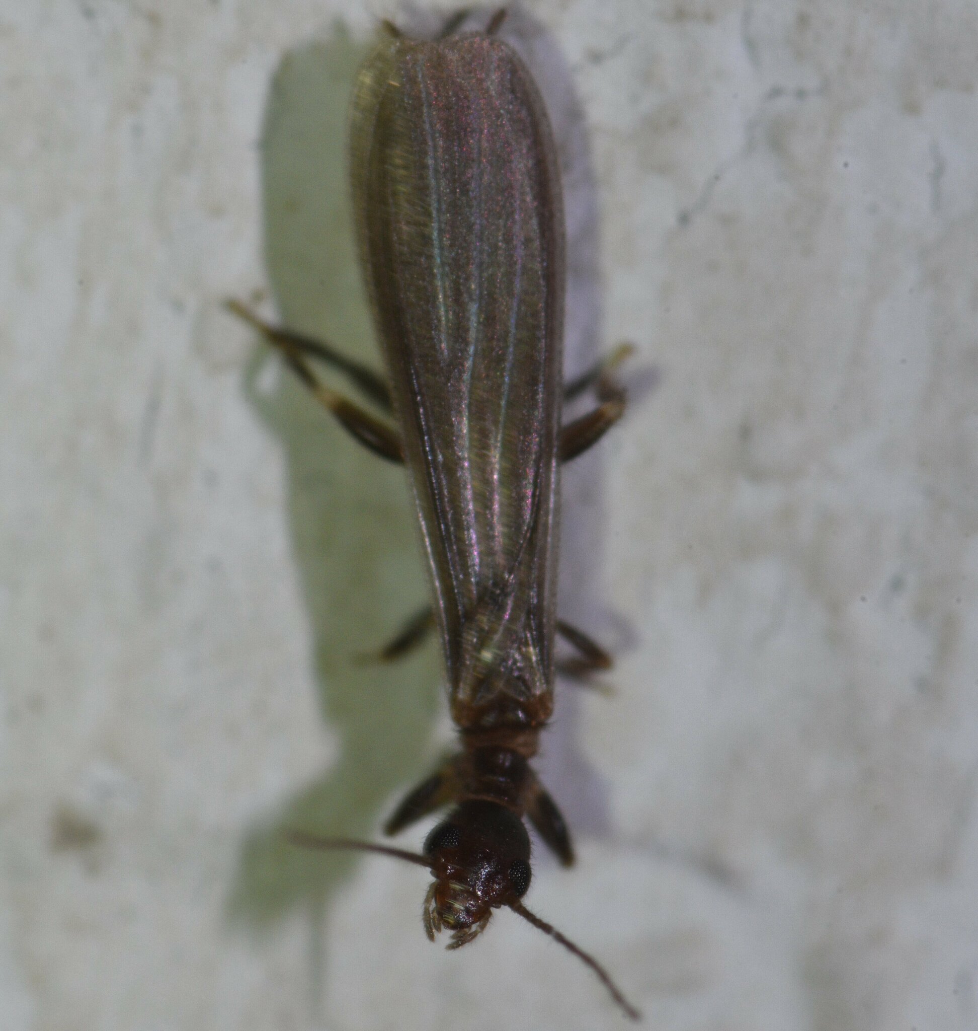Embioptera