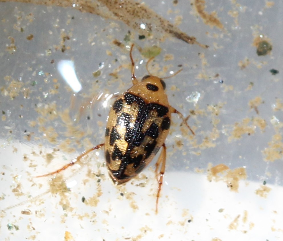 Crawling Water Beetles (Aquatic macroinvertebrates in Iowa) · iNaturalist