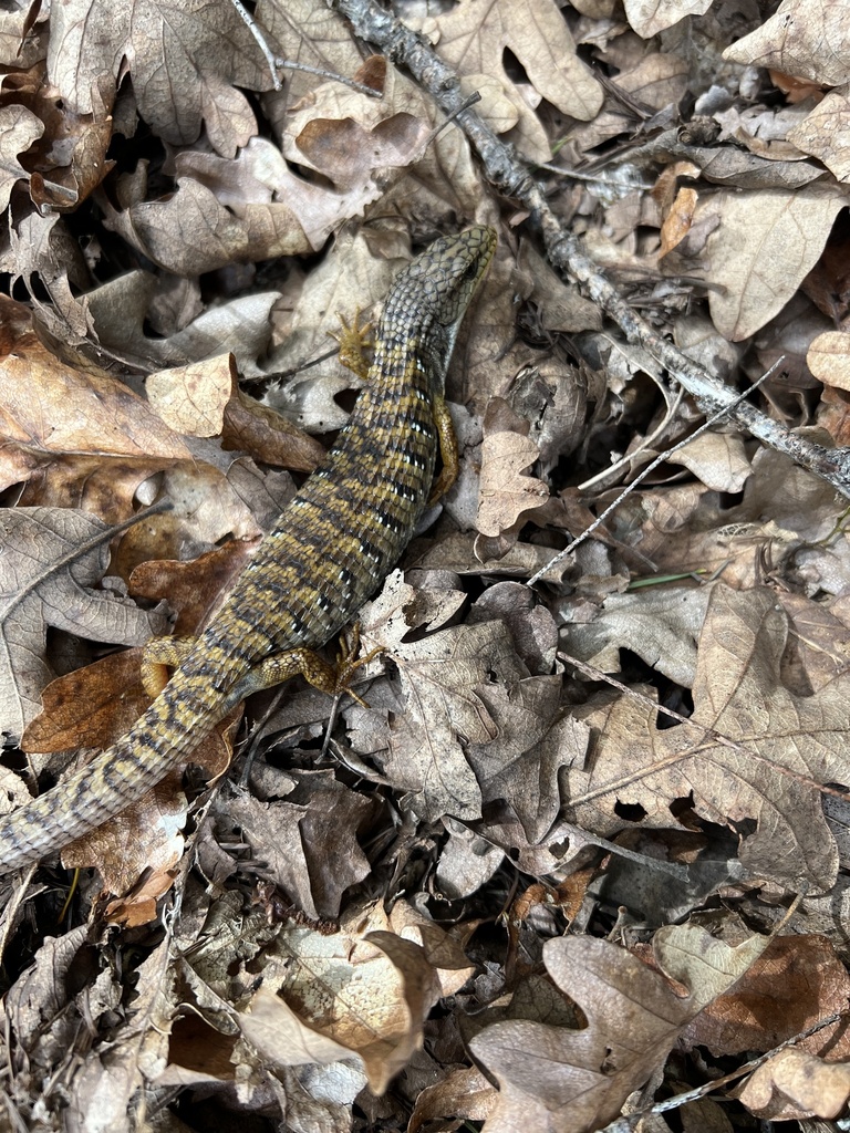 Northern Alligator Lizard from Branscomb, CA, US on April 22, 2023 at ...