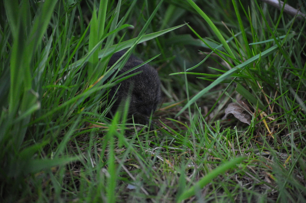 Creeping Vole from King County, WA, USA on April 29, 2023 at 06:42 PM ...