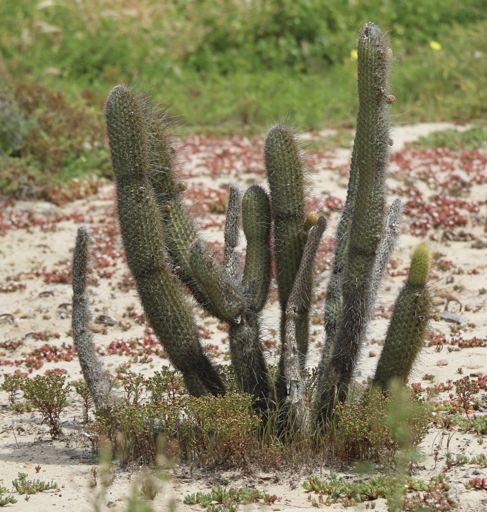 Golden-spined Cereus in May 2023 by mhrains · iNaturalist