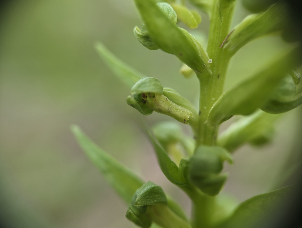 Frog Orchid in April 2023 by Ryan Sorrells · iNaturalist