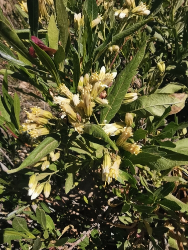 Trixis aggregata · iNaturalist Mexico