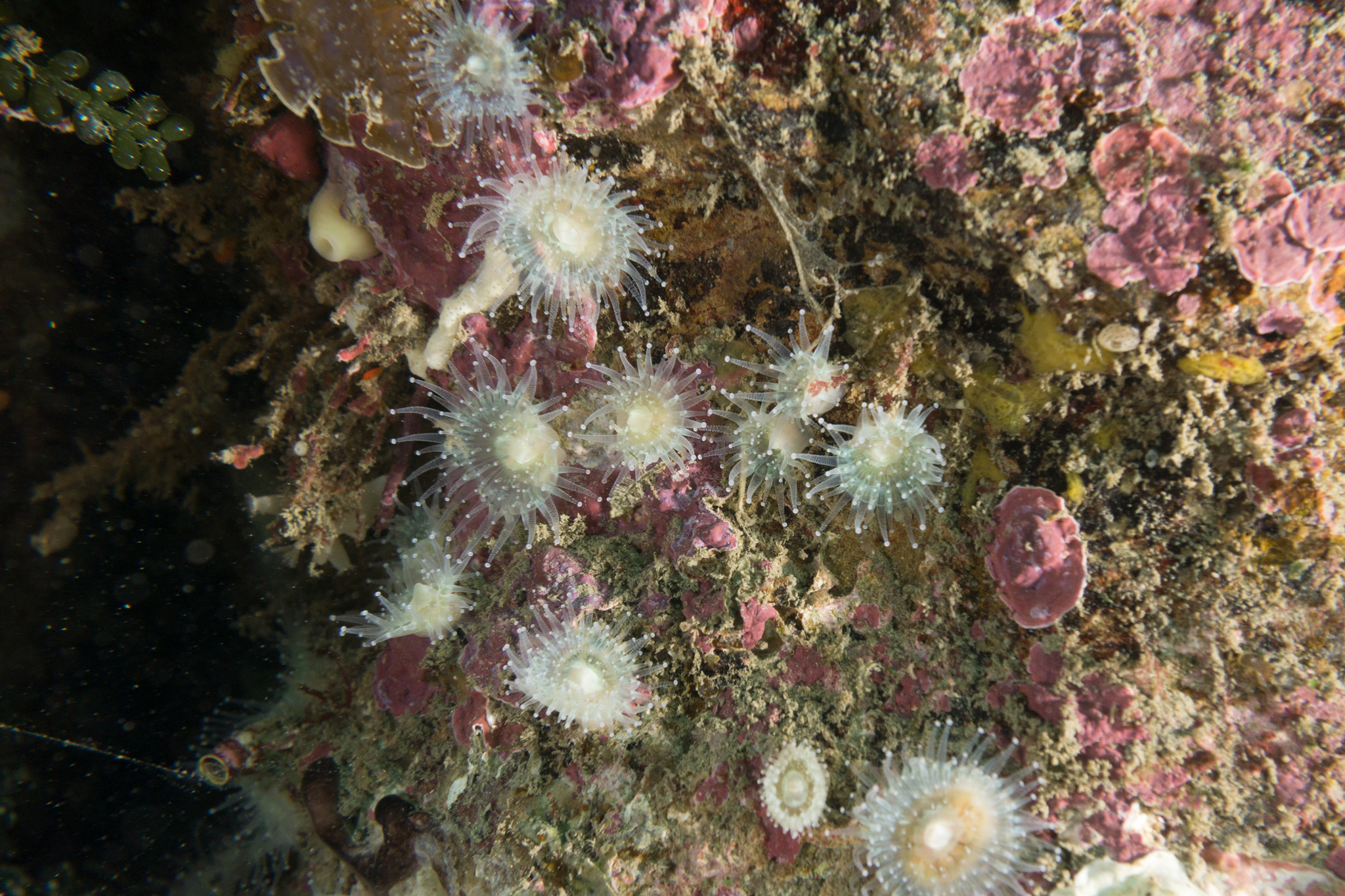 Corynactis australis Haddon & Duerden, 1896