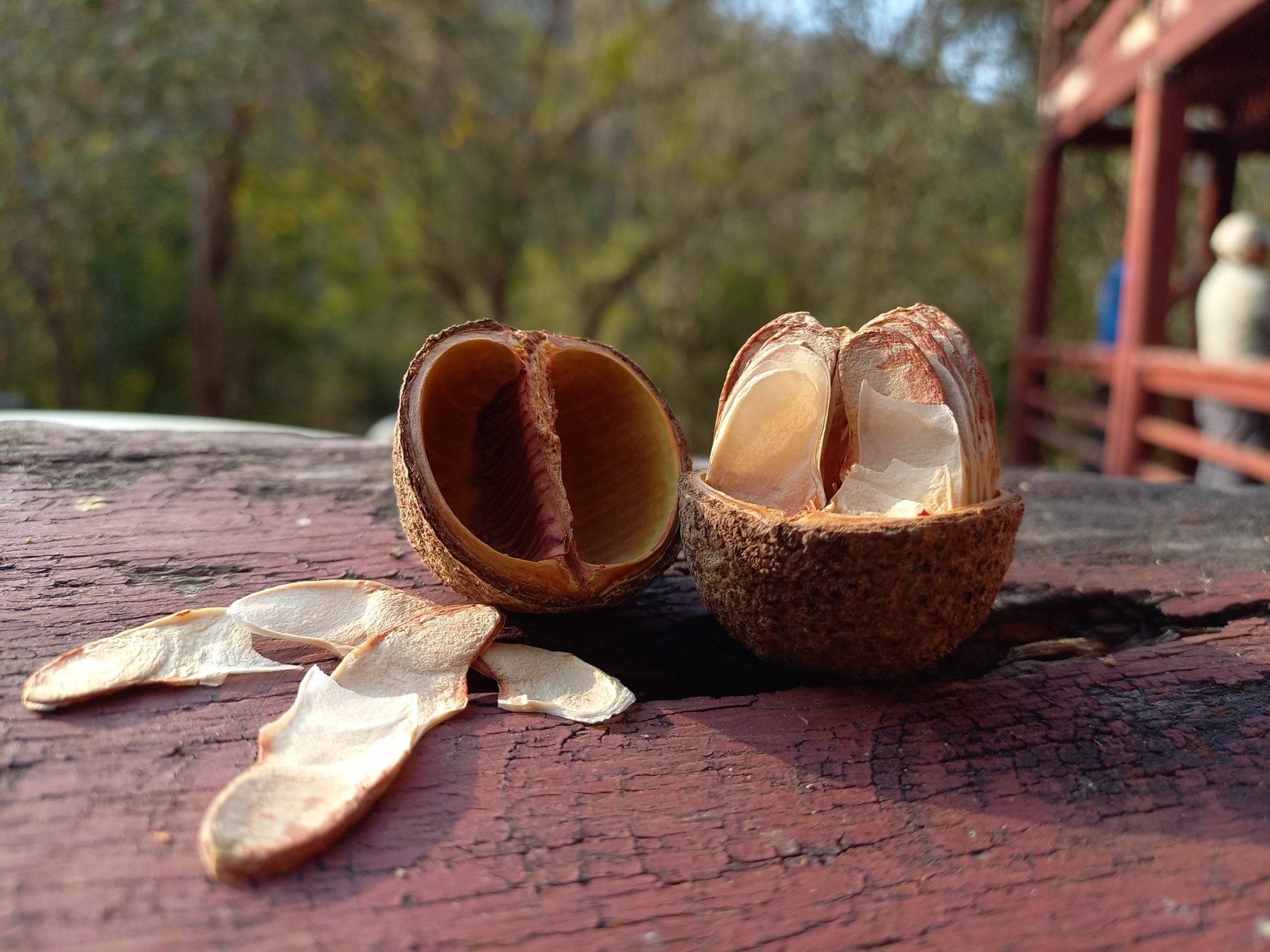 Simira ecuadorensis (Standl.) Steyerm.