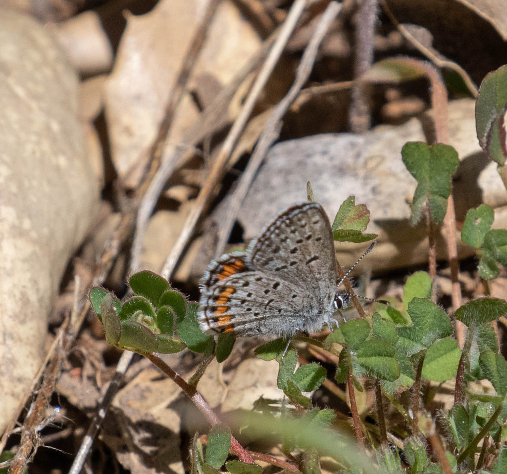 Acmon Blue from San Diego County, CA, USA on April 09, 2023 at 10:21 AM ...