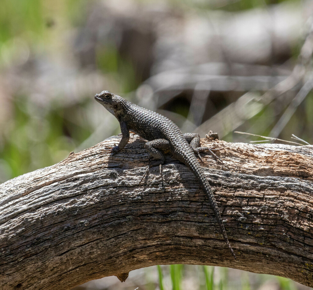 Western Fence Lizard from San Diego County, CA, USA on April 9, 2023 at ...