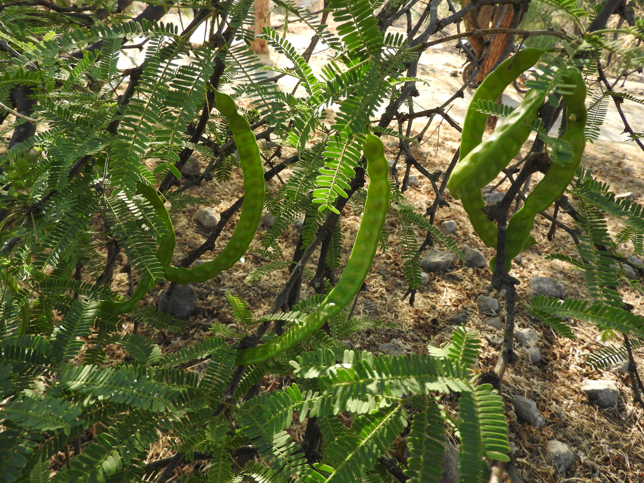 Prosopis laevigata (Humb. & Bonpl. ex Willd.) M.C.Johnst.