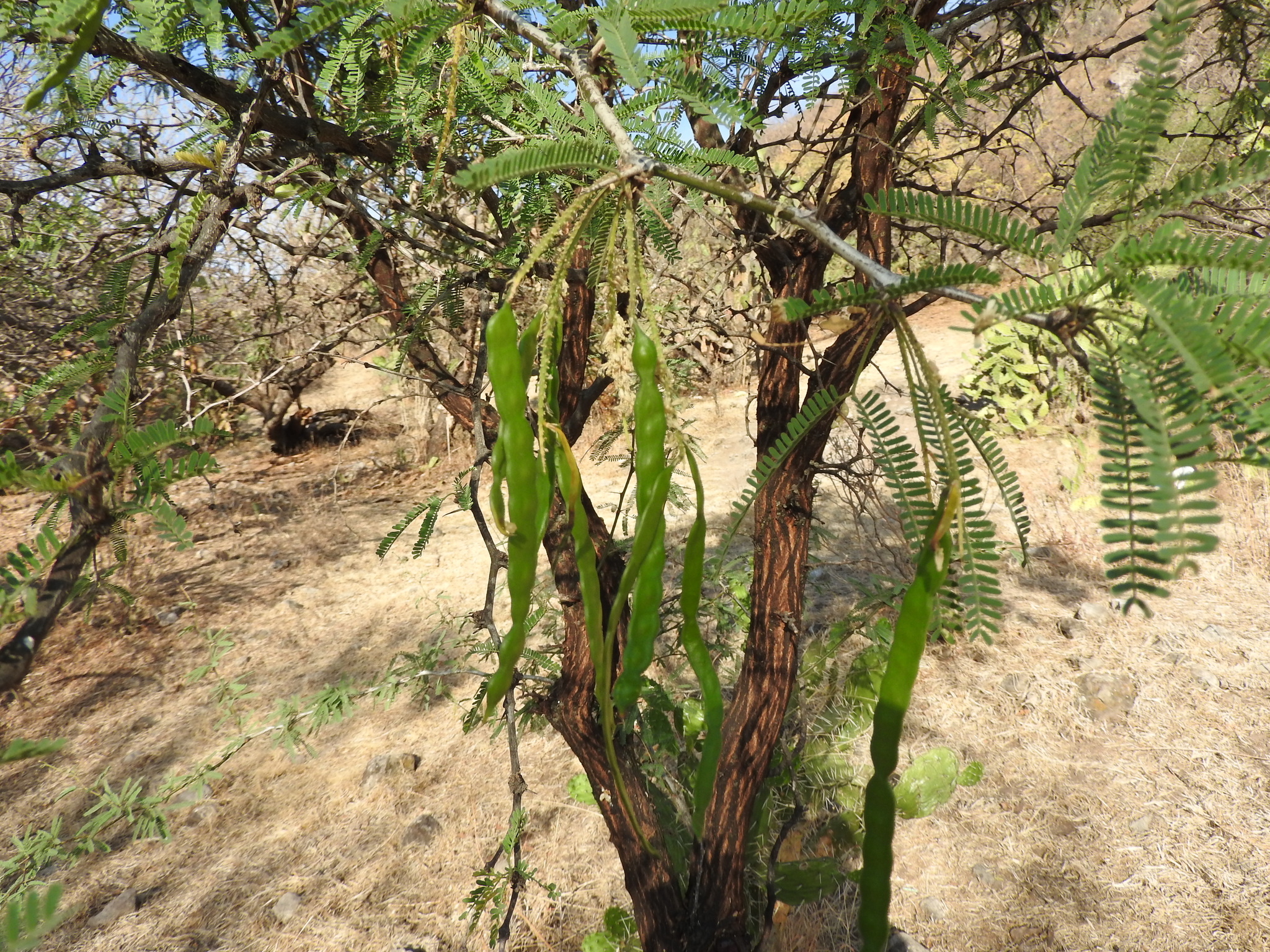 Prosopis laevigata (Humb. & Bonpl. ex Willd.) M.C.Johnst.