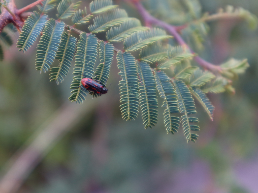 Beetles from Ayacucho, Perú on May 01, 2023 at 11:16 AM by herbario_san ...