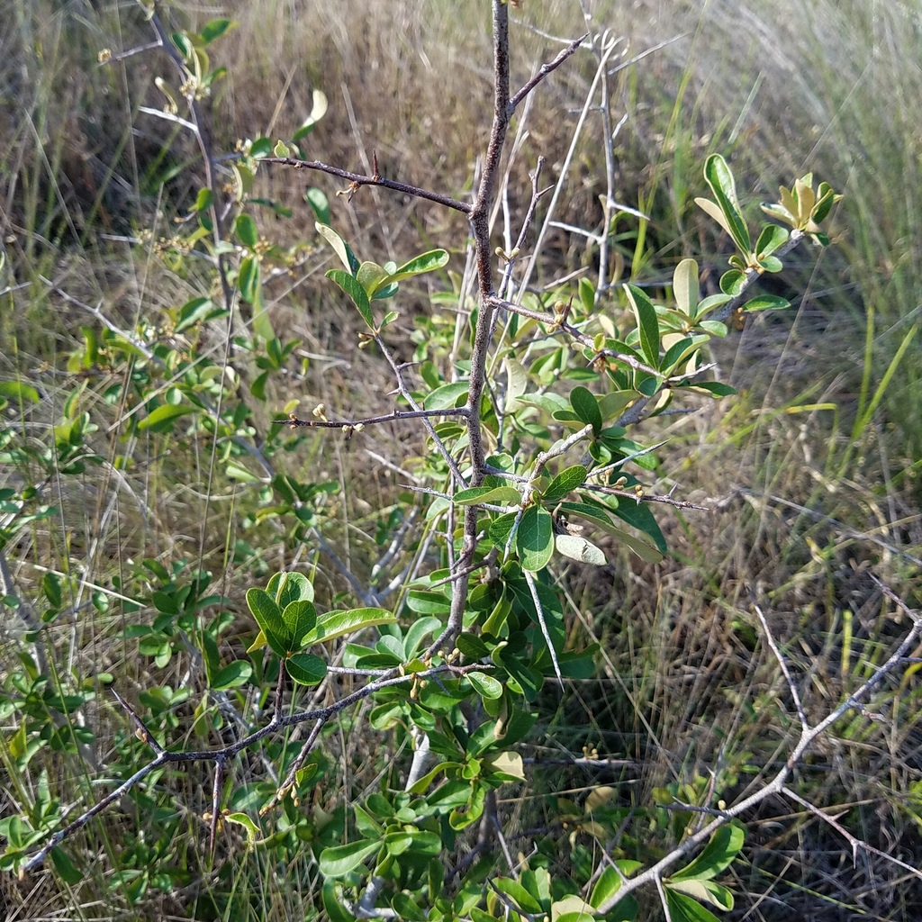 Everglades bully in April 2023 by Joe MDO. CNCSOFLO 2023. More info ...