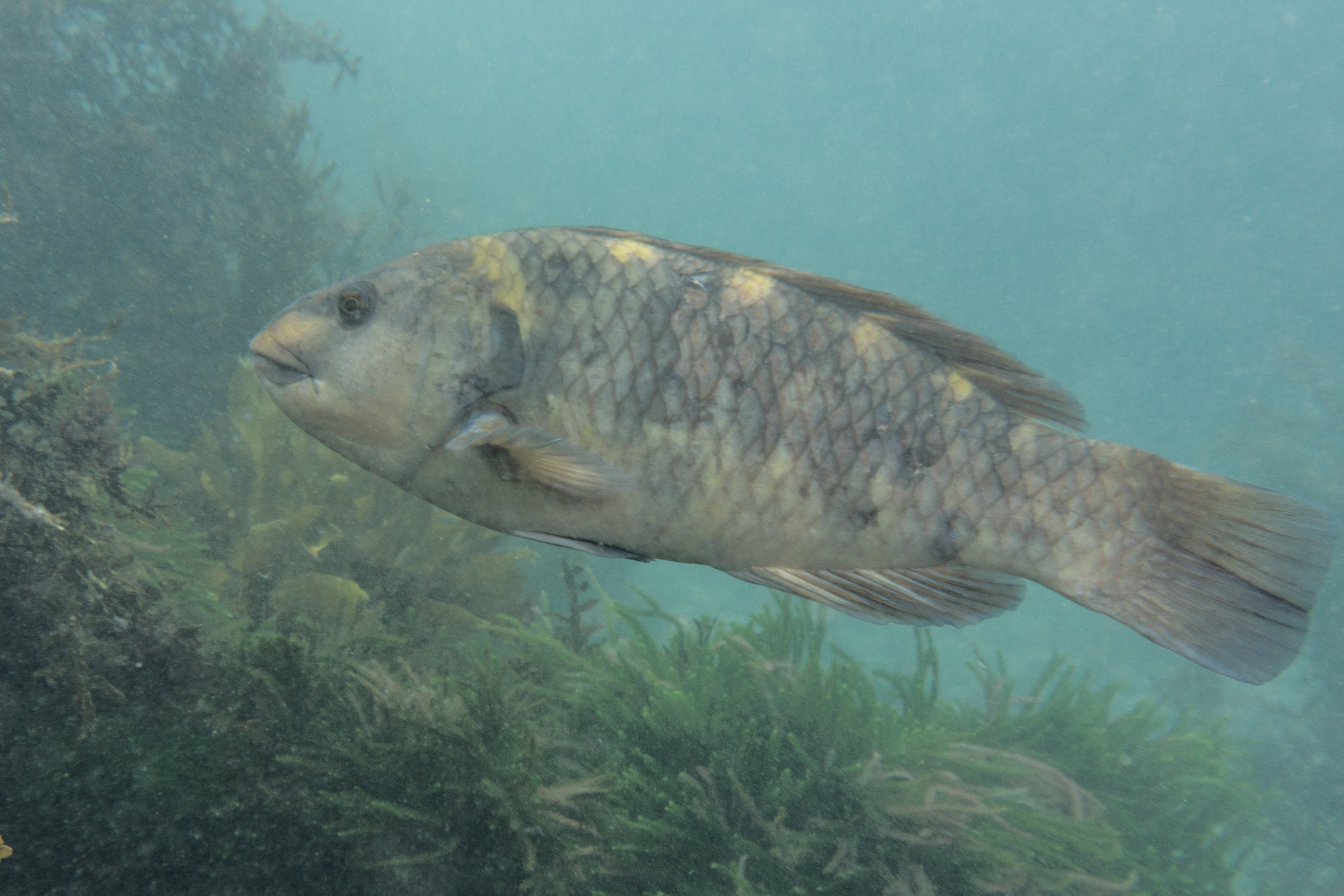 Notolabrus fucicola (Richardson, 1840)