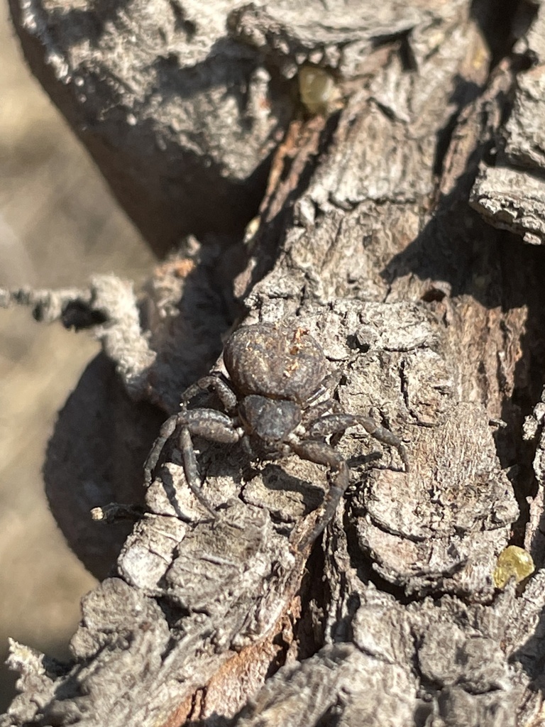 Utah Crab Spider from Camino a Sta. Catarina Yecahuizotl, Sta Catarina ...