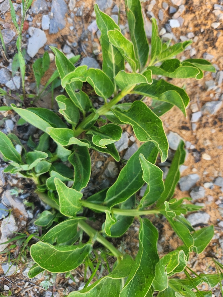 green antelopehorns from Choctaw, OK 73020, USA on May 1, 2023 at 05:43 ...