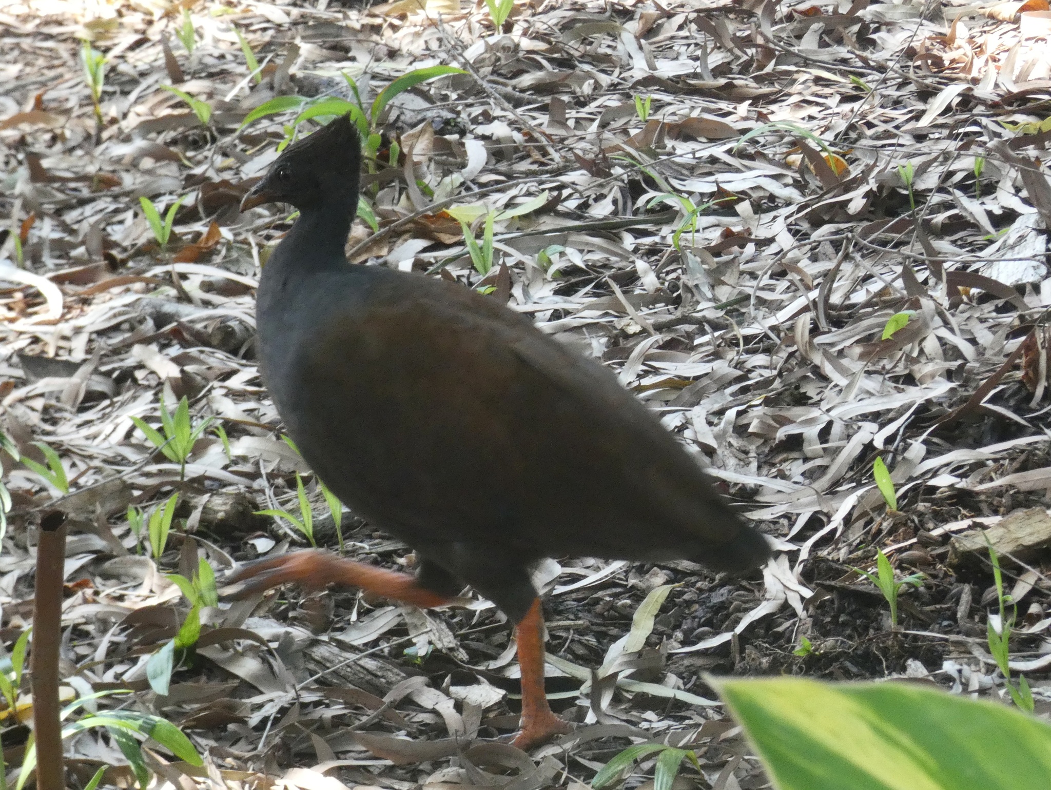 Megapodius reinwardt Dumont, 1823