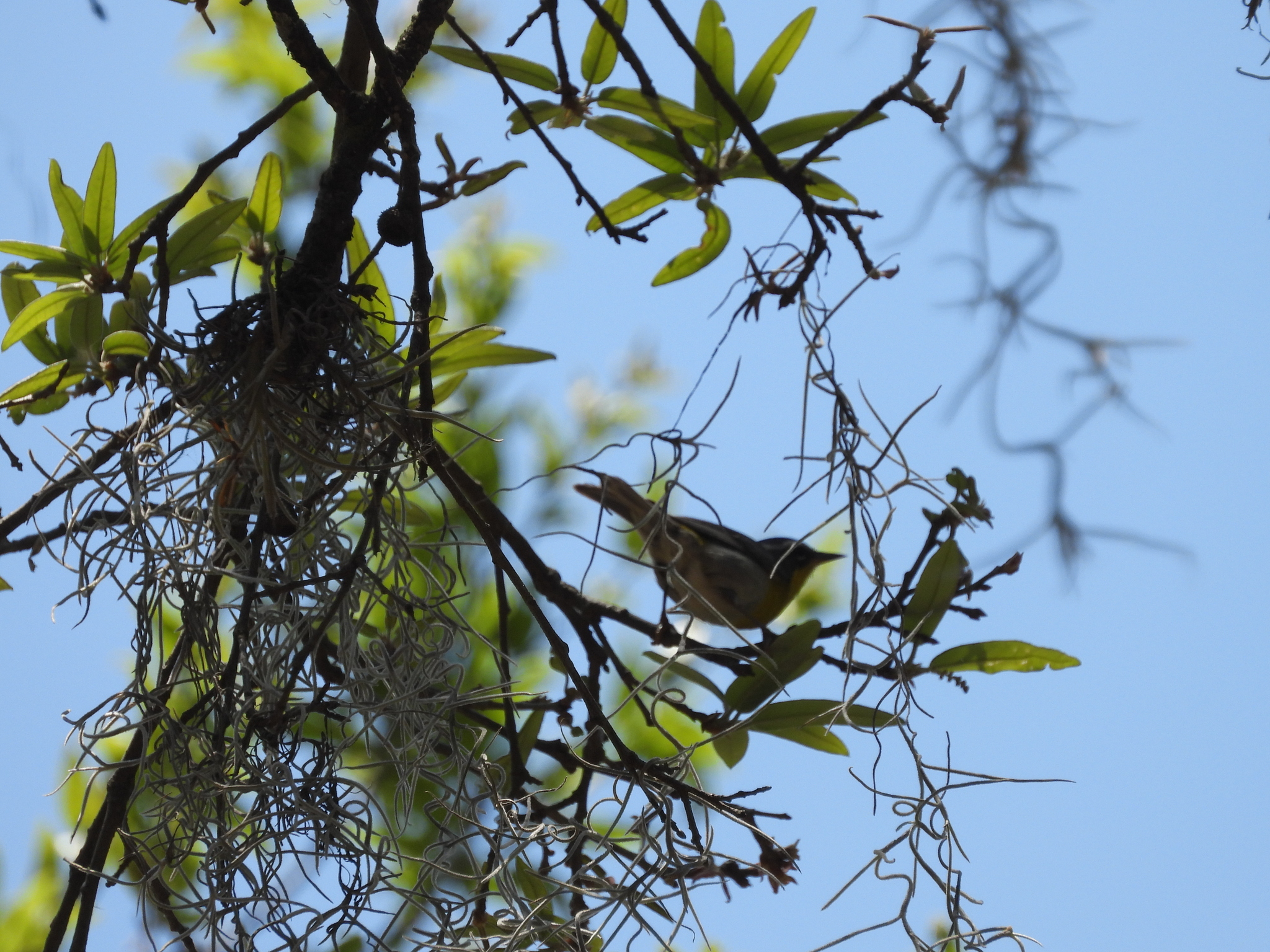 Oreothlypis superciliosa (Hartlaub, 1844)