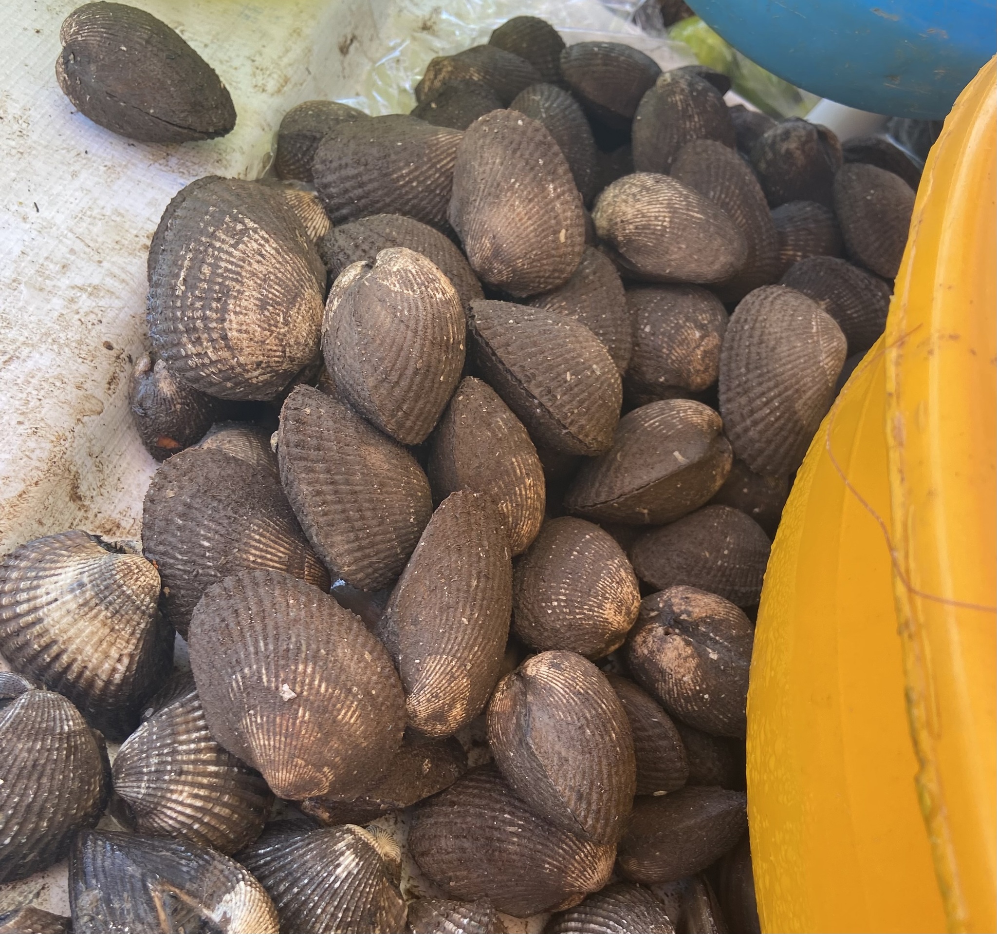 Anadara tuberculosa (G.B.Sowerby I, 1833)