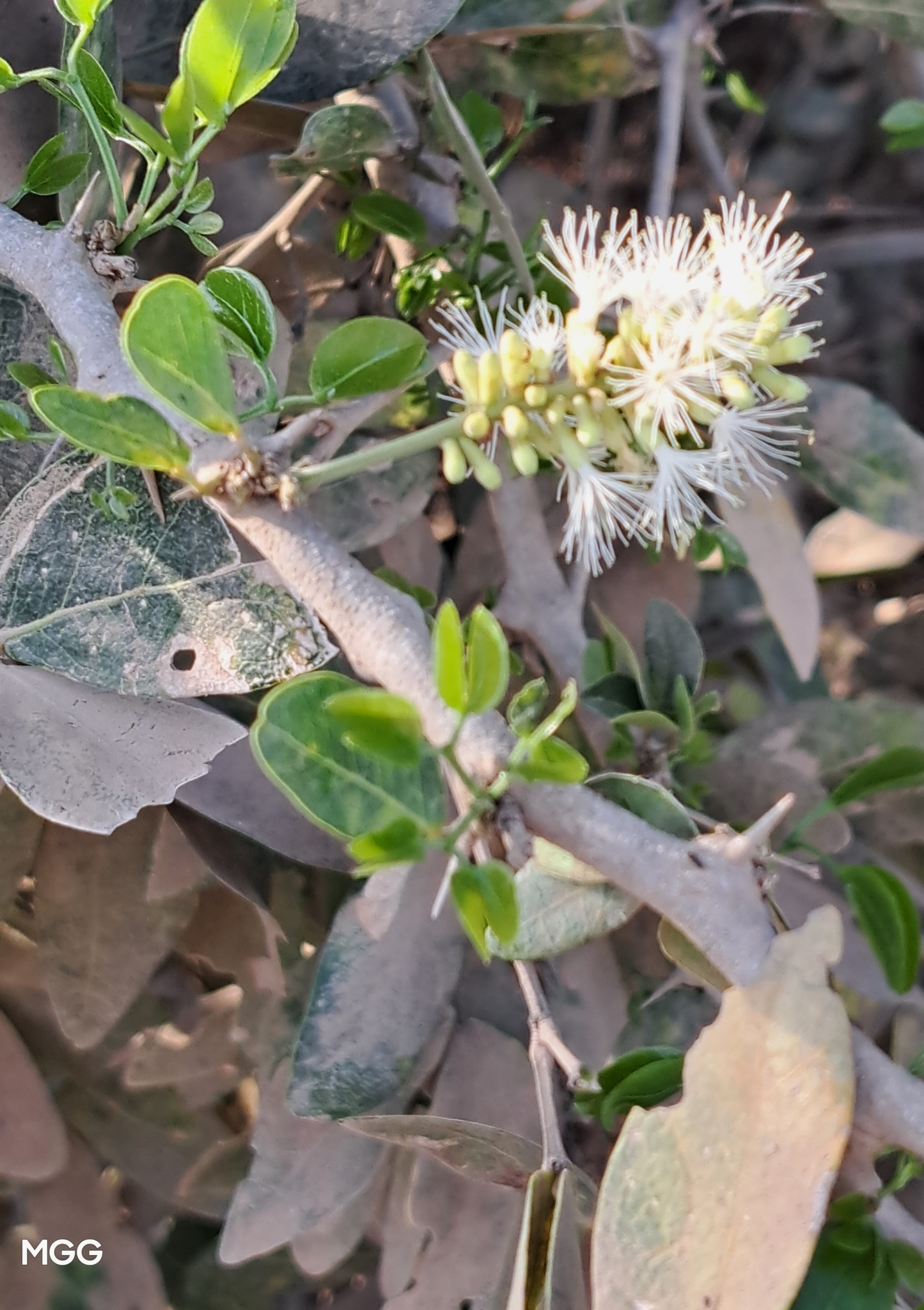 Pithecellobium lanceolatum (Humb. & Bonpl. ex Willd.) Benth.