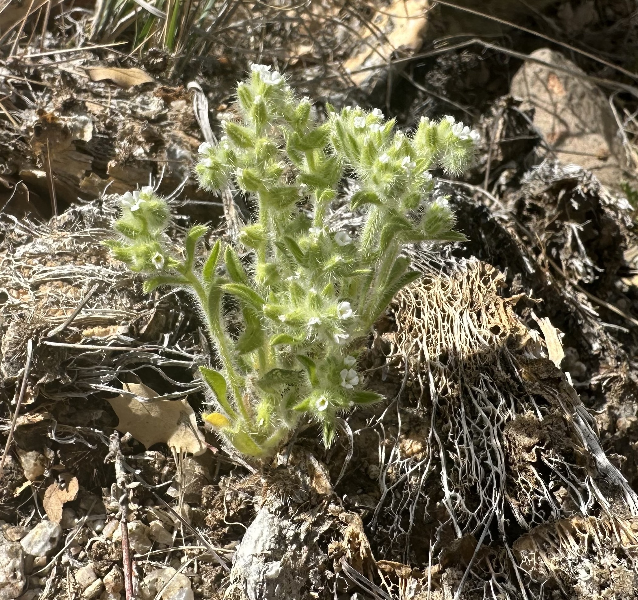 Cryptantha crassisepala (Torr. & Gray) Greene