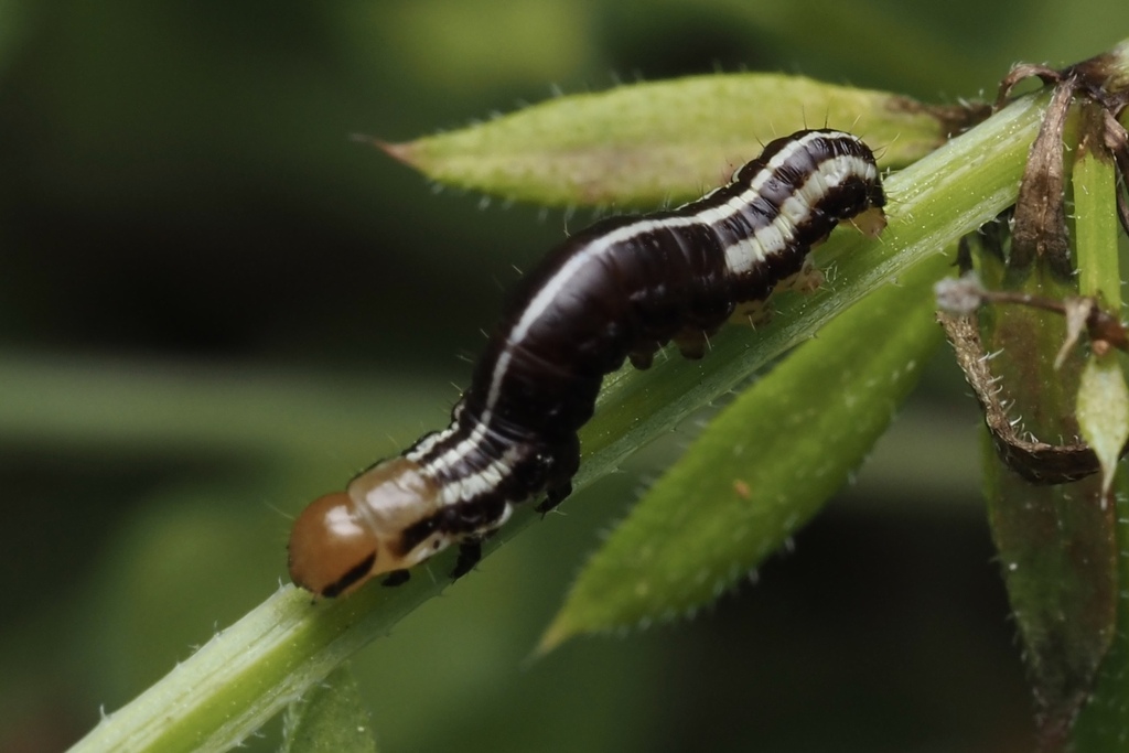 Stalk Borer Moth from Piedmont Park, Atlanta, Georgia, USA on May 01 ...