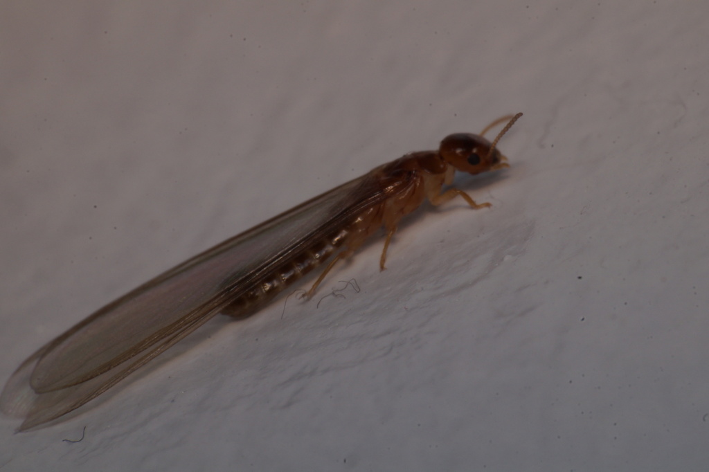 West Indian Drywood Termite in May 2023 by Lucas Garriga · iNaturalist