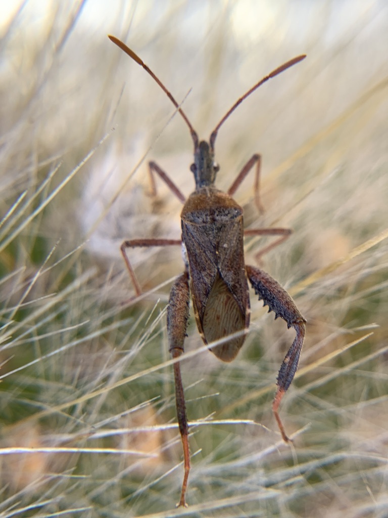Narnia inornata in May 2023 by maiz · iNaturalist