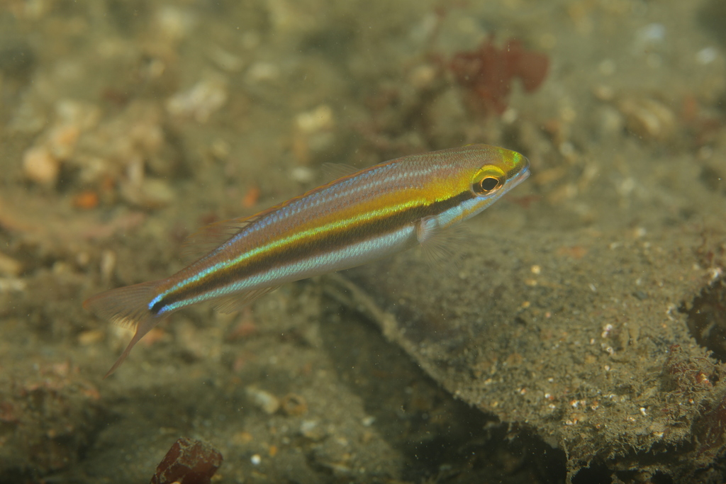 Paradise Threadfin Bream from Sydney NSW, Australia on May 02, 2023 at ...