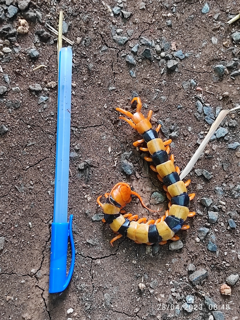 Indian Tiger Centipede from 4HFC+VGR, Sasan, Gujarat 362135, India on ...