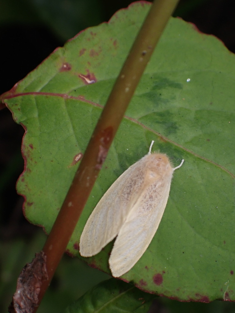 Banyan tussock moth from Pat Sin Leng, Hong Kong on May 1, 2023 at 10: ...