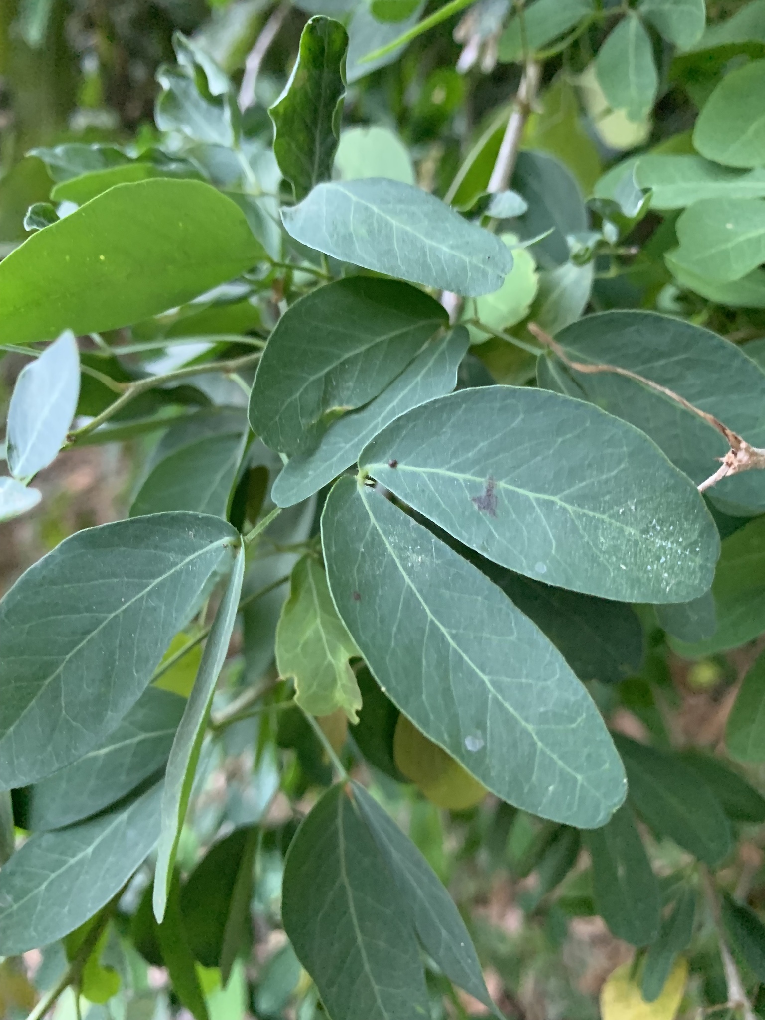 Pithecellobium lanceolatum (Humb. & Bonpl. ex Willd.) Benth.