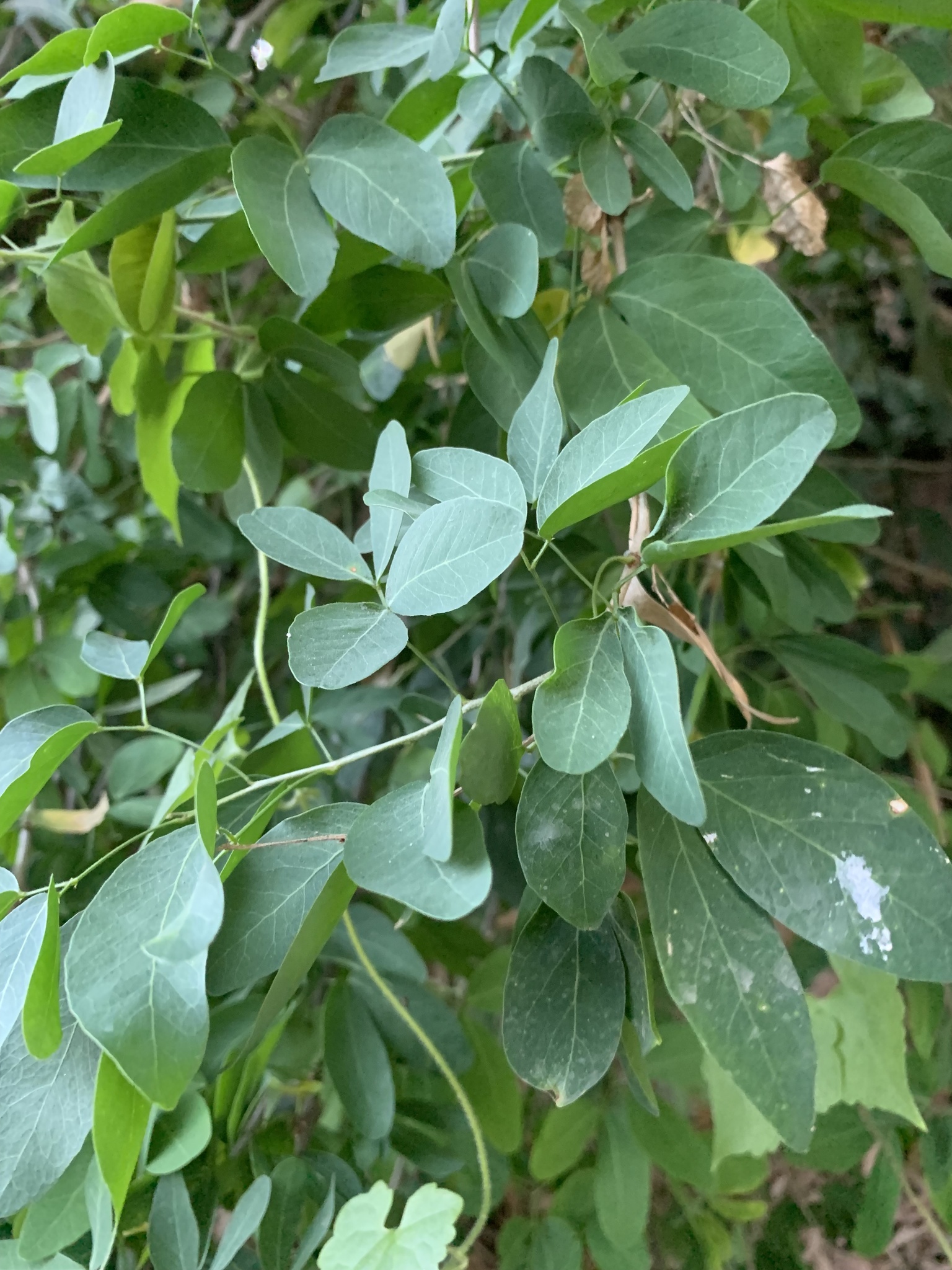 Pithecellobium lanceolatum (Humb. & Bonpl. ex Willd.) Benth.