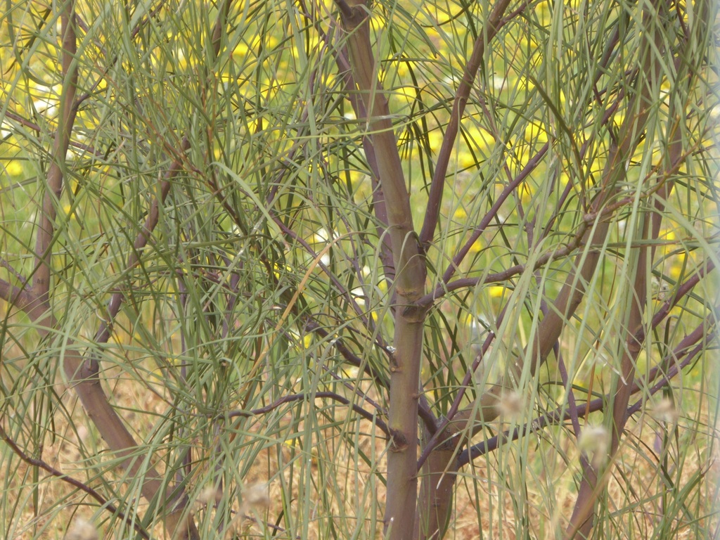 shoestring acacia from National City, CA, USA on May 1, 2023 at 04:12 ...