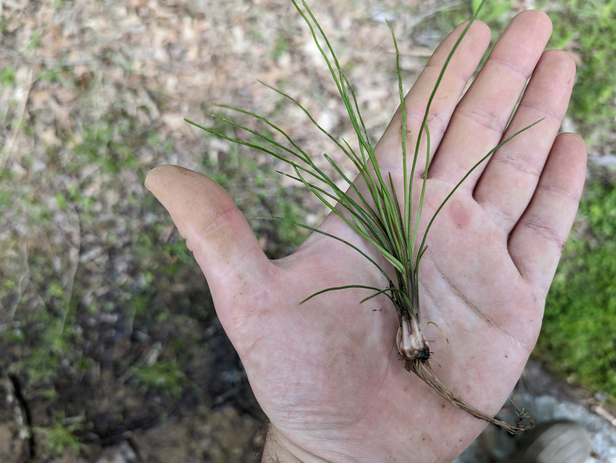 Isoetes L.