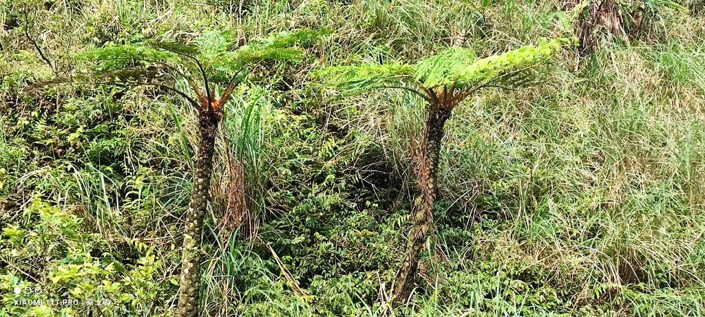 Flying Spider Monkey Tree Fern from 台灣新北市 on April 19, 2023 at 08:38 AM ...