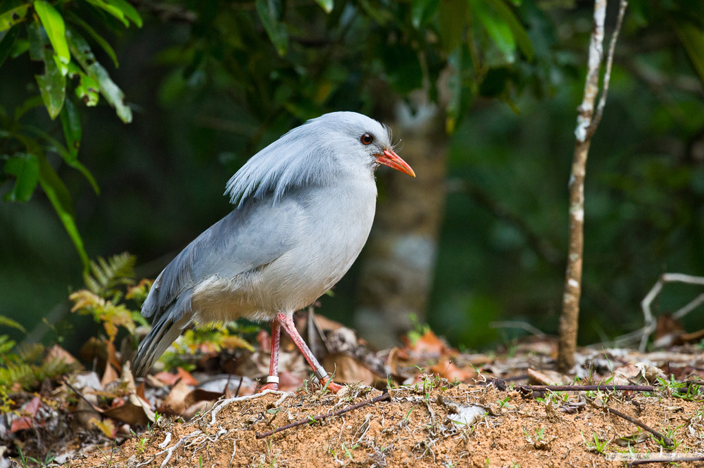 Kagu (Unique birds worldwide) · iNaturalist